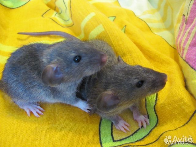 Парами продам крыс редких окрасов и видов шн