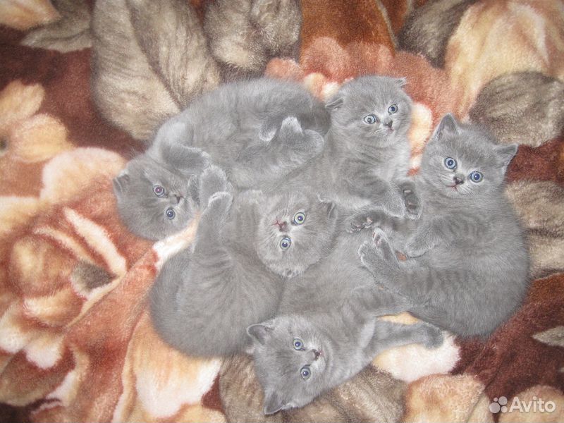 Британские котята