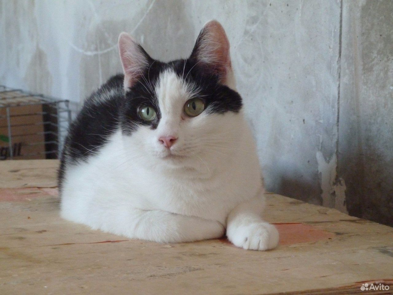 Плюшечка Стефани