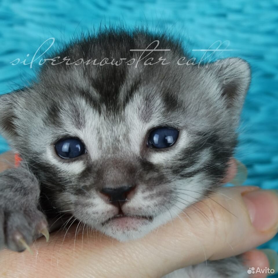 Девочка угольное серебро