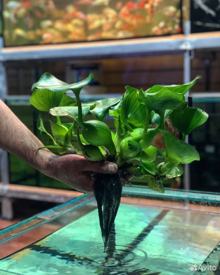 Растения для пруда-гиацинт, орех, пистия, лилии