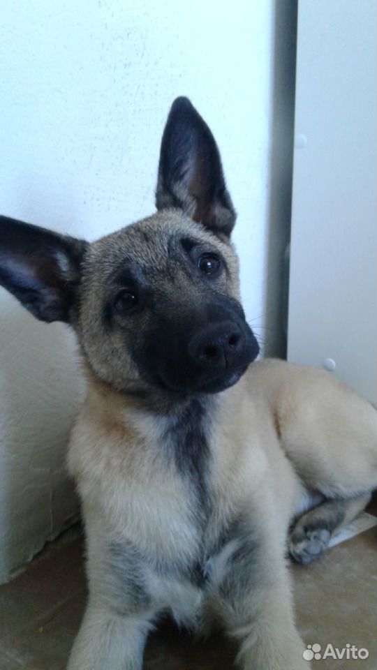 Пропал щенок