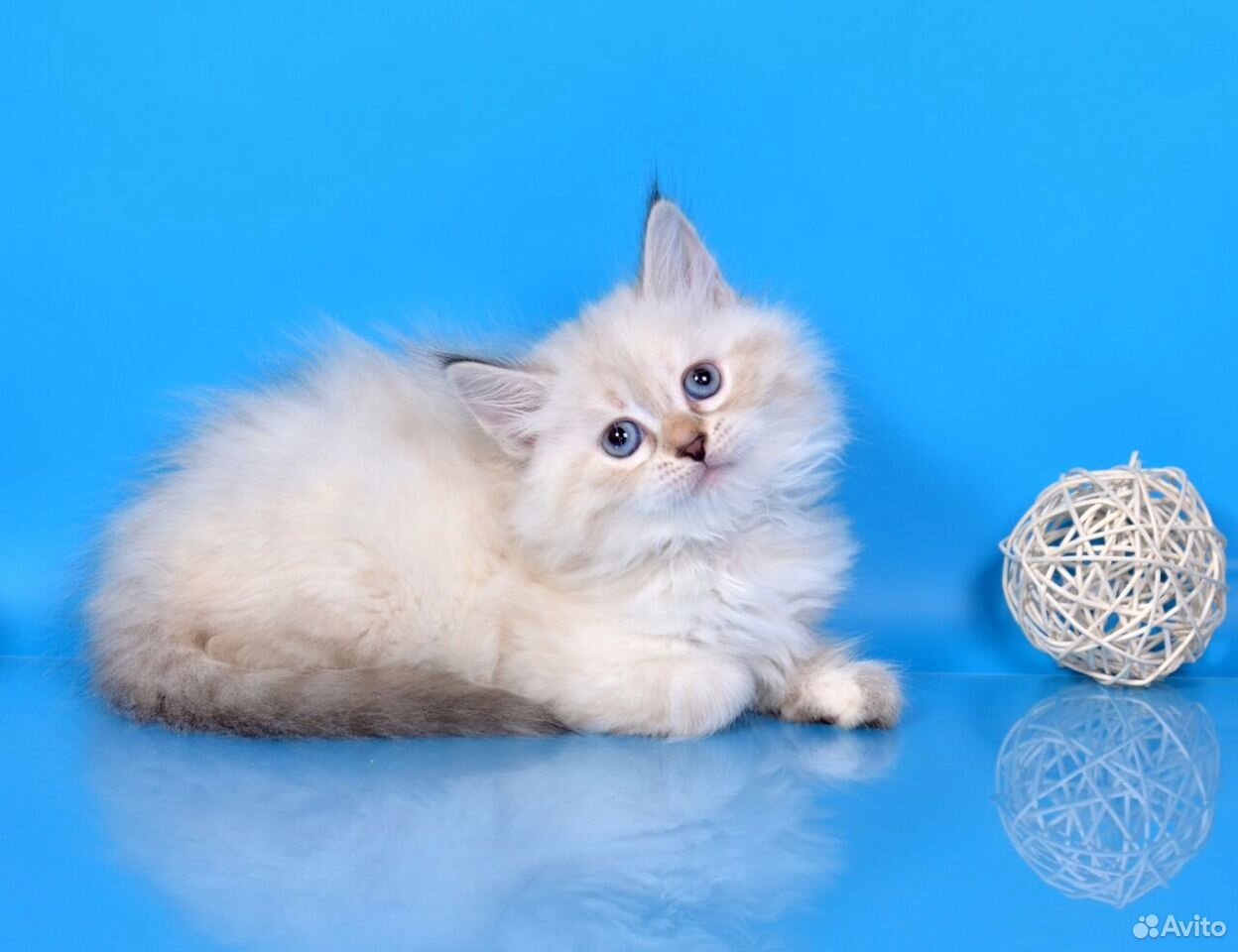 Сибирские котята синеглазки