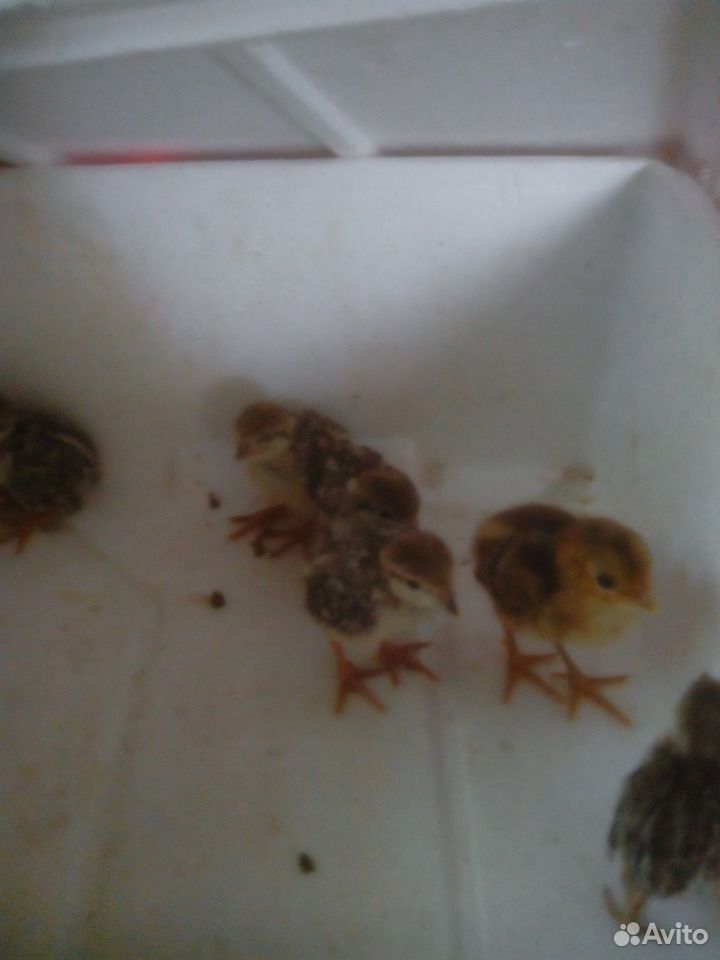 Цыплята кекликов и ушастых фазанов