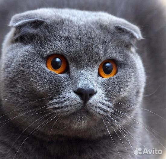 Британская вислоухая кошка