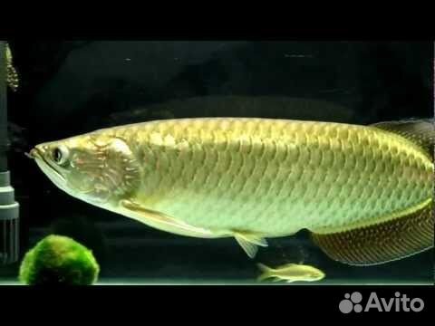 Арована Джардини