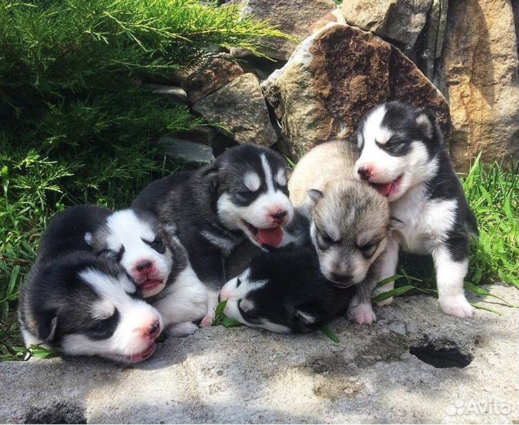 Собаки Хаски