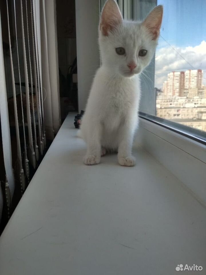 Белоснежный котенок, мальчик в добрые руки
