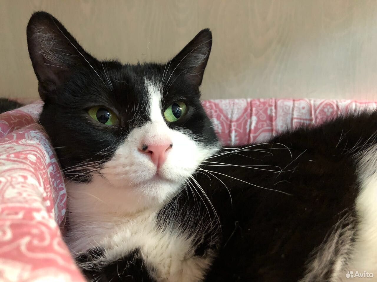 Бэлла супер кошка в добрые руки