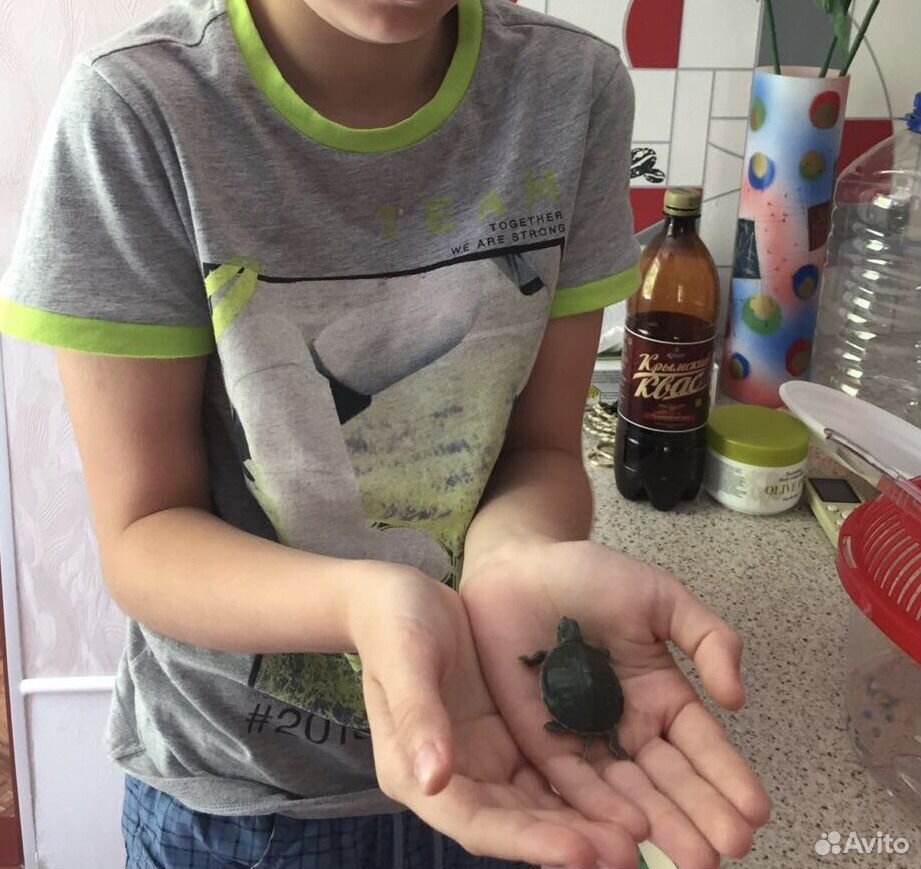 Отдадим красноухого черепашонка