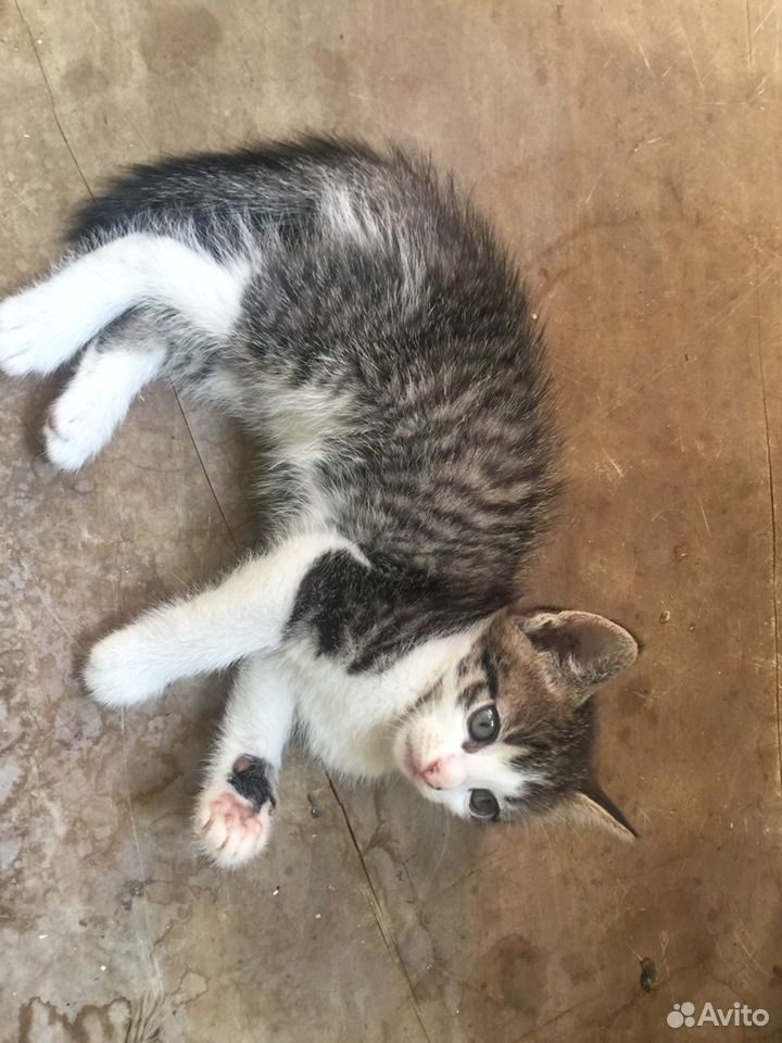 Котята ищут тёплый и уютный дом