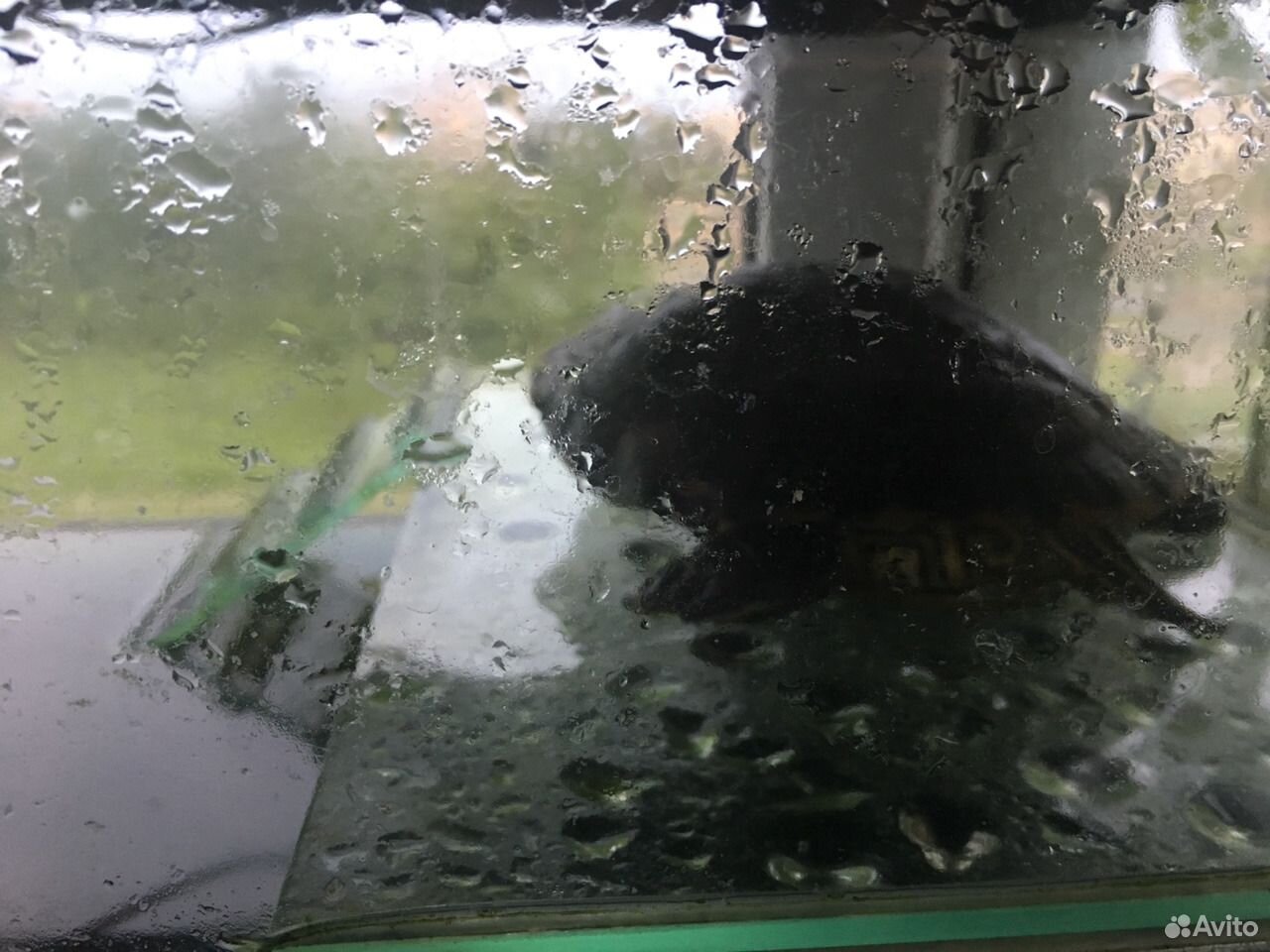 Две красноухие черепахи с аквариумом