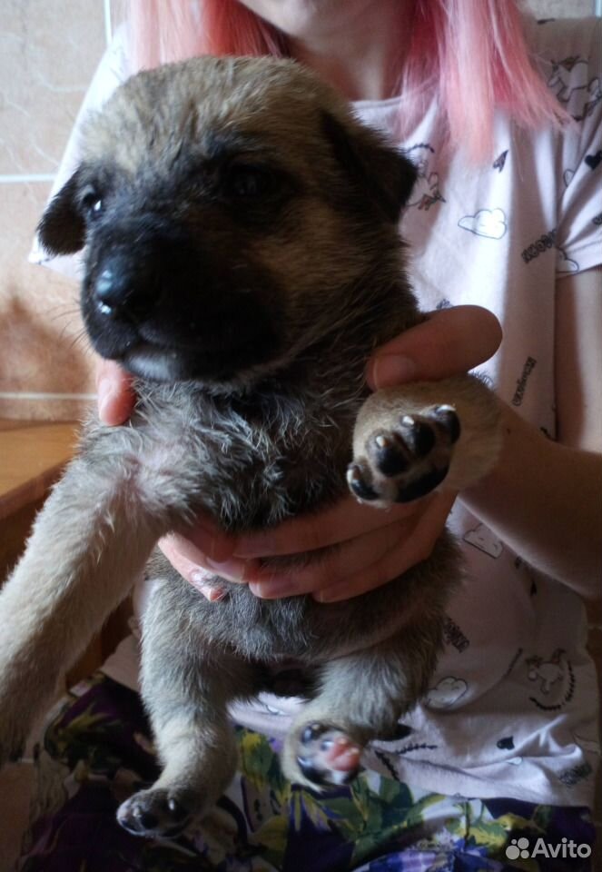 Метисов в дар