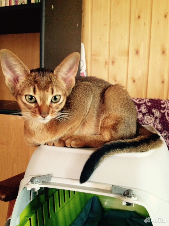 Абиссинские клубные котята