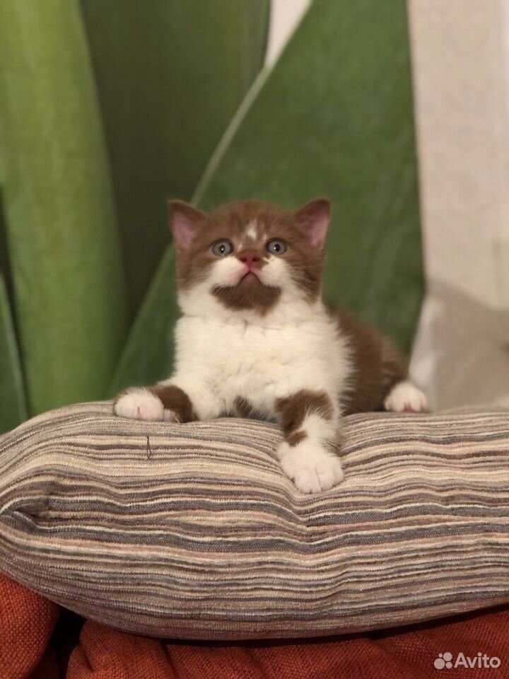 Цинамон с белым Кошечка