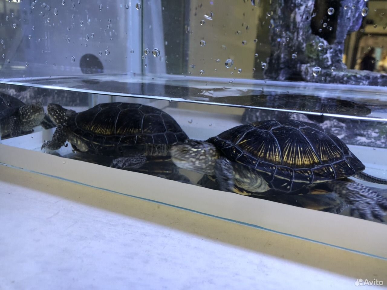 Европейские болотные черепахи