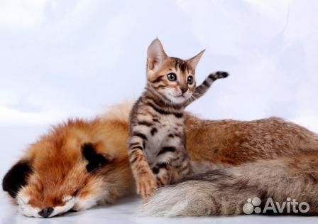 Шикарный бенгаленок Сэмик, видео