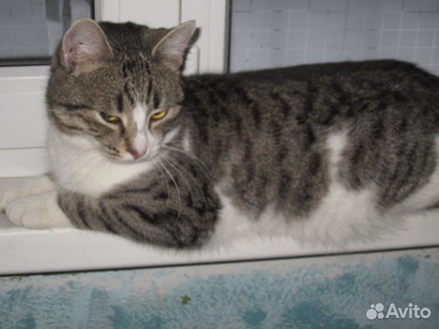 Добродушный Борискин-дружочек в дом