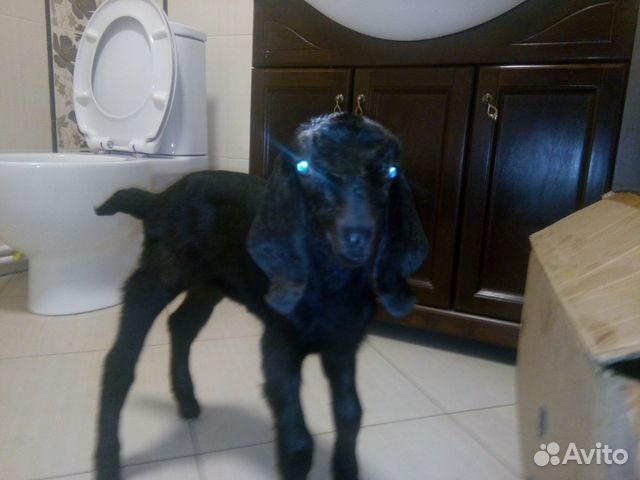 Обезроживаю козлят