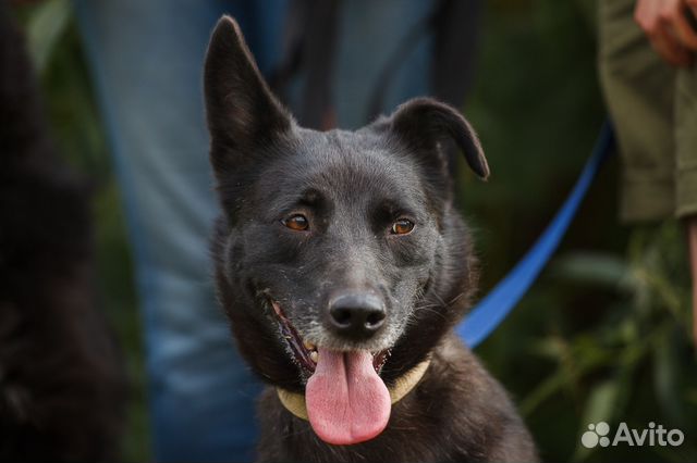 Собака в добрые руки, Метис, Американка