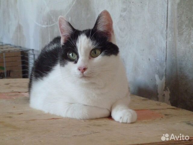 Плюшечка Стефани