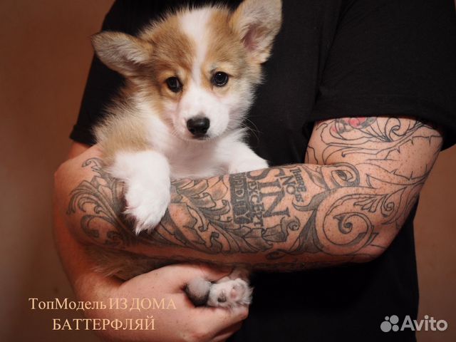 Рыжики Корги Пемброк. РКФ