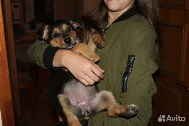 Малышка с ветпаспортом для квартиры