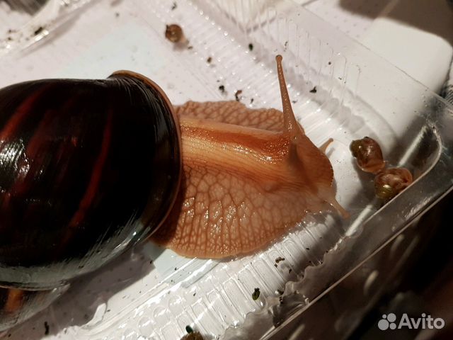 Улитки Ахатины Иммакулята в дар