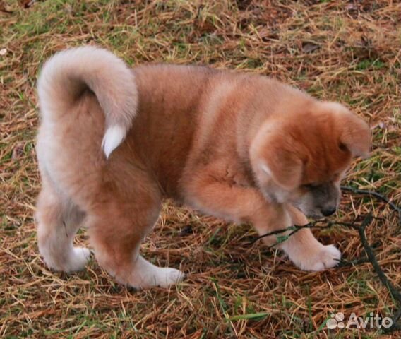 Супер детка. акита-ину