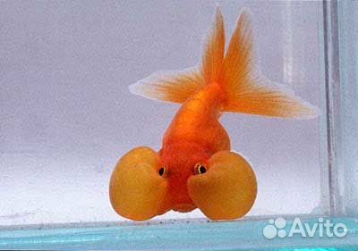 Золотые рыбки
