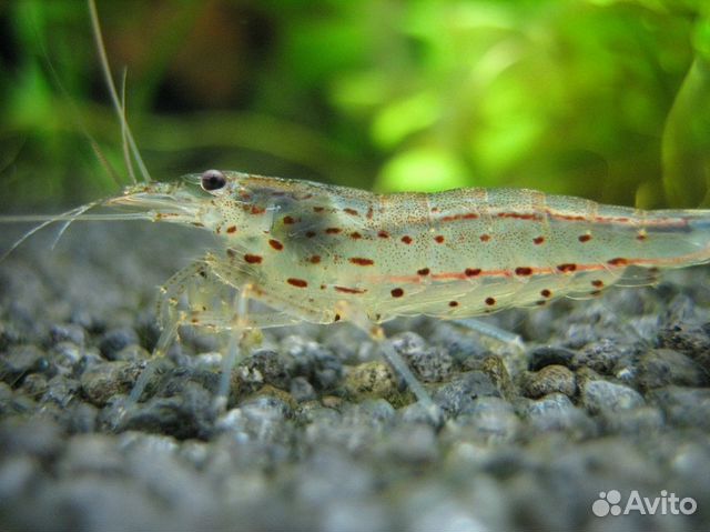 Креветка Амано (Caridina multidentata)