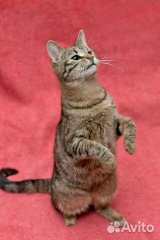 Котенок Варя, стерилизована