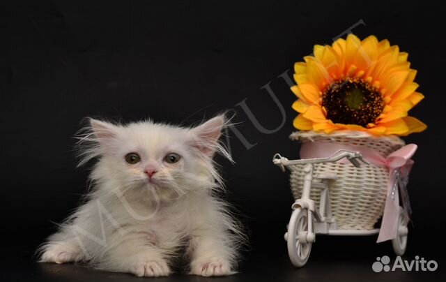 Наполеон - минуэт(короткие ноги)