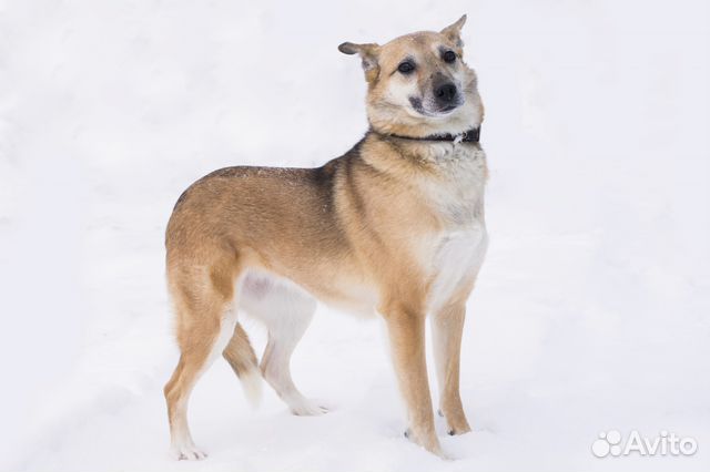 Маленькая собачка Люся ищет свою семью