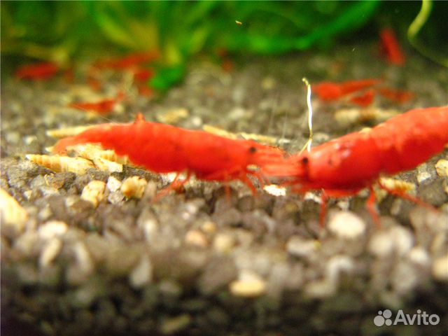 Креветки неокаридины