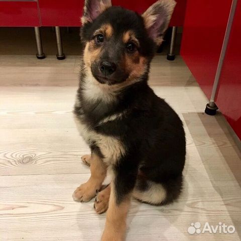 Смотрите в сердце, там ответ: Ваша Лиза или нет