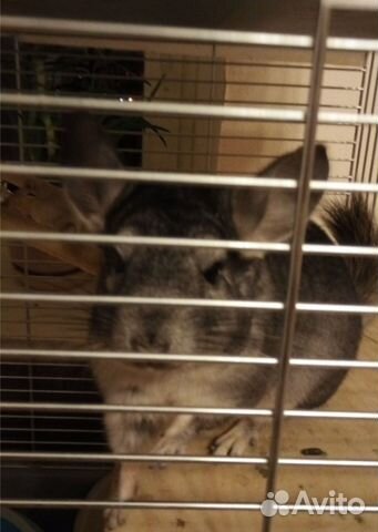 Отдаем шиншиллу самца в хорошие руки