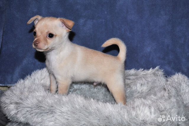 Кремовый тойчик