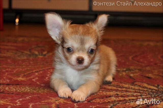 Мальчики г.ш. и д.ш. разные окрасы