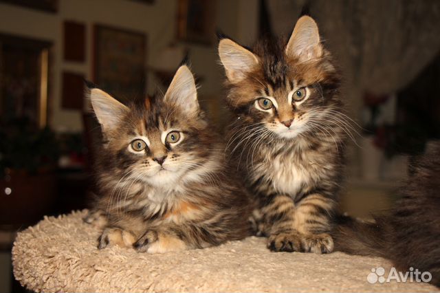 Продам очаровательных котят мейн кун