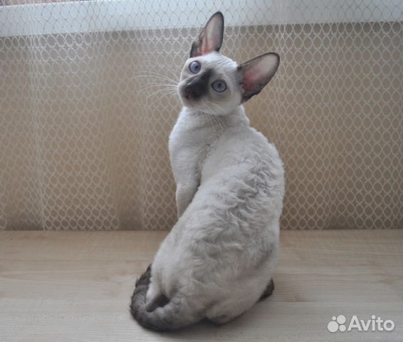 Клубный котик корниш-рекс