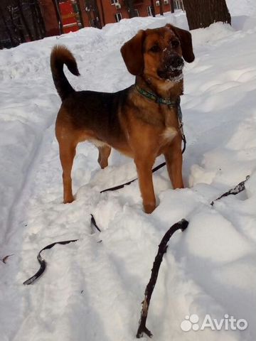 Дружелюбный Макс ищет дом