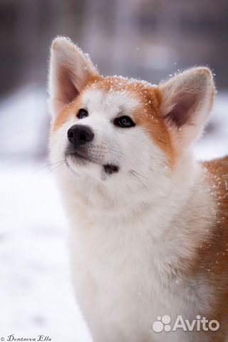 Акита