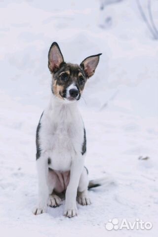 Приученный и привитый щенок в дар