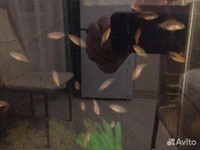 Мальки красного хромиса (цихлиды)