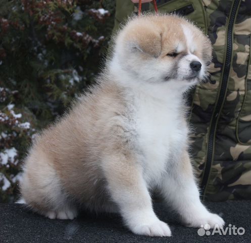 Акита щенок из питомника