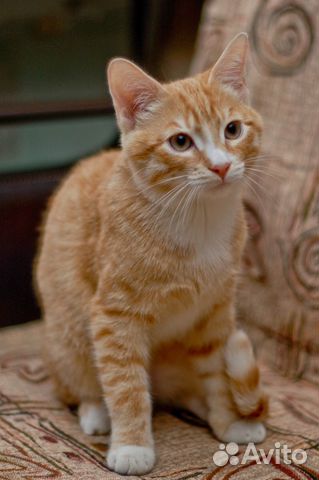 Рыжуля в добрые руки