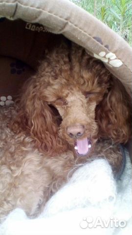 Той-Пудель ищет невесту