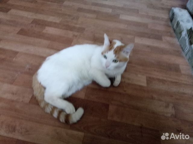 Домашний котик Лайт