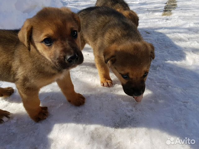 Отдаем щенков в хорошие руки